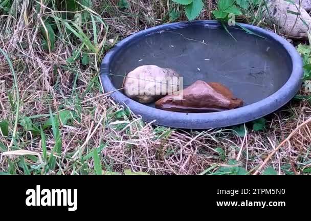 Damp garden plant Stock Videos & Footage - HD and 4K Video Clips - Alamy