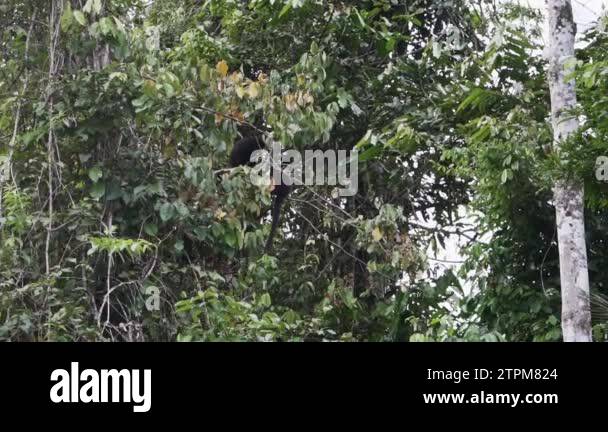 Lucifer Titi or Yellow handed Titi Monkey, Callicebus lucifer, climbing ...