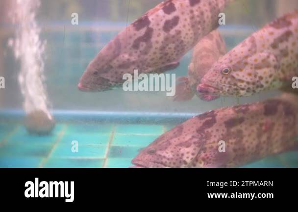 Live fish in aquariums in the fish market. 4k Stock Video Footage - Alamy