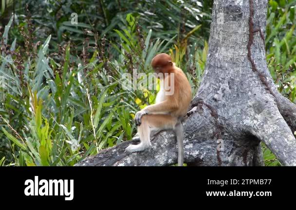 Young Proboscis monkey (Nasalis larvatus) sitting on a mangrove tree in Labuk Bay, Sabah, Borneo ...