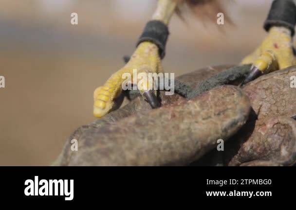 Make its claws Stock Videos & Footage - HD and 4K Video Clips - Alamy