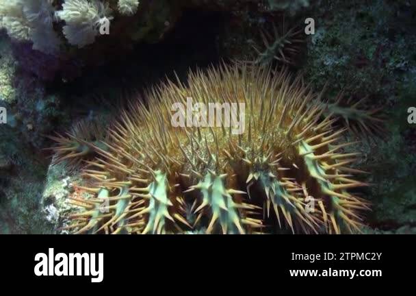 Crown thorns starfish red Stock Videos & Footage - HD and 4K Video ...