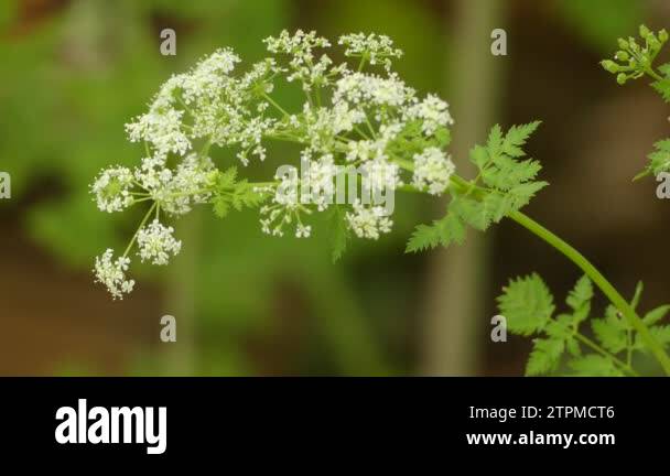 Conium maculatum (hemlock or poison hemlock) is a highly poisonous ...