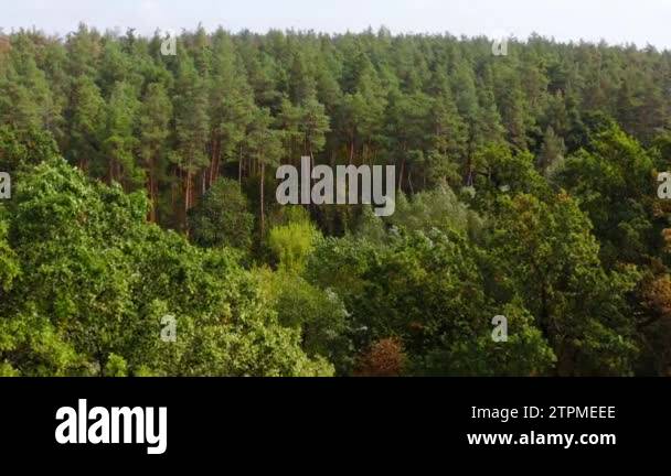 Summer scenery of woodland. Beautiful trees in the forest. The wind ...