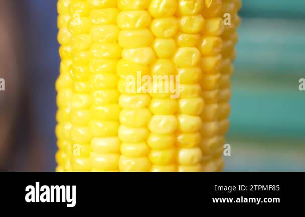 Corn on the cob kernels close up. the ear of boiled corn spinning ...