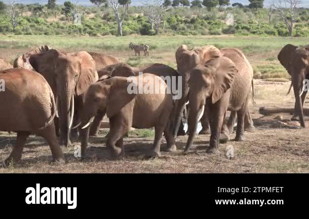 Family of Elephants on the Move. Wildlife in savanna. Big five animals ...