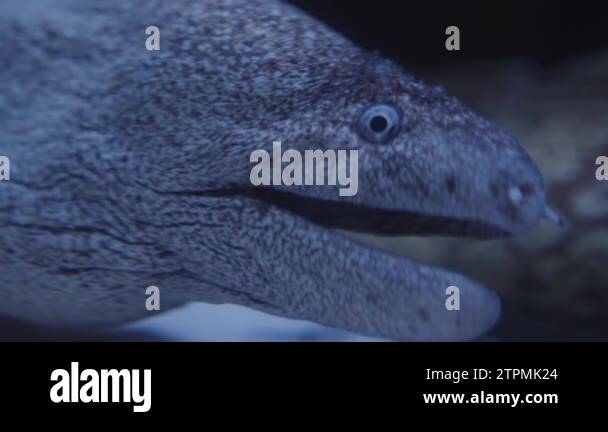 Eel of hawaii Stock Videos & Footage - HD and 4K Video Clips - Alamy