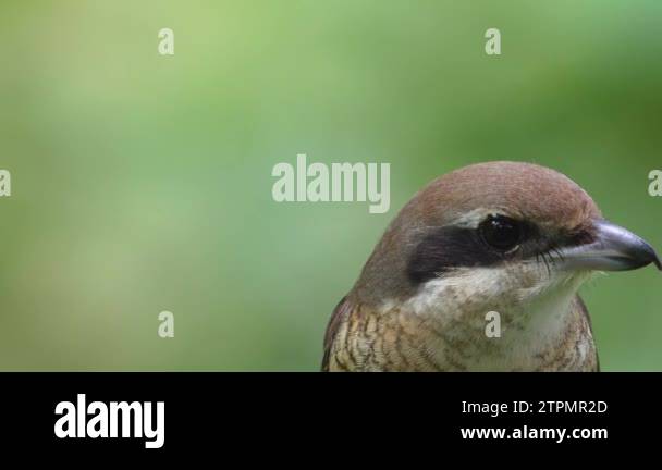 Stealth in nature Stock Videos & Footage - HD and 4K Video Clips - Alamy