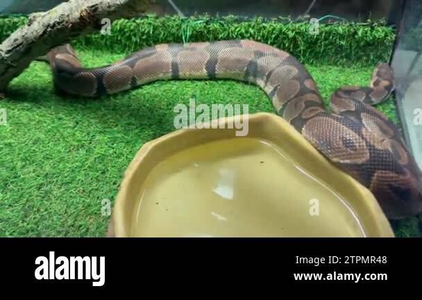 Royal tree snake Stock Videos & Footage - HD and 4K Video Clips - Alamy