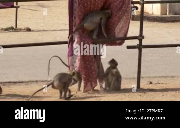 Stealing clothes Stock Videos & Footage - HD and 4K Video Clips - Alamy