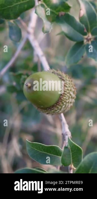 Life cycle of oak Stock Videos & Footage - HD and 4K Video Clips - Alamy