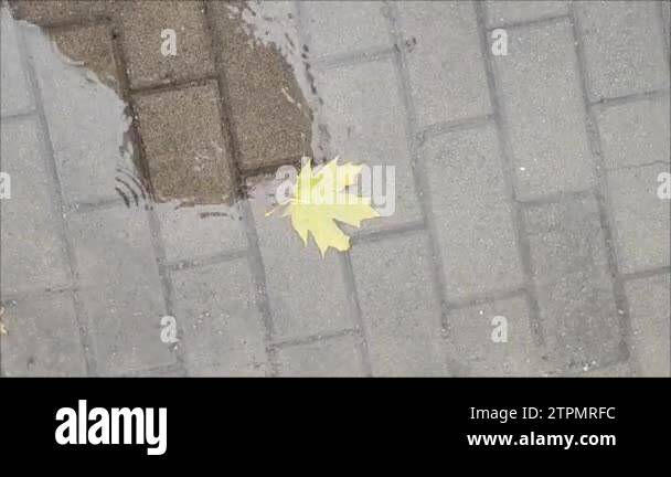 Falling raindrops fall into a puddle with an autumn yellow leaf. Hello autumn Autumn leaves ...