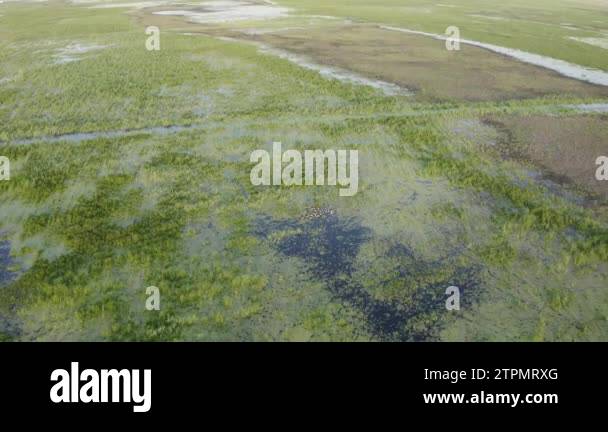 The marshy, flooded area. It is a unique ecosystem, rich in flora and ...