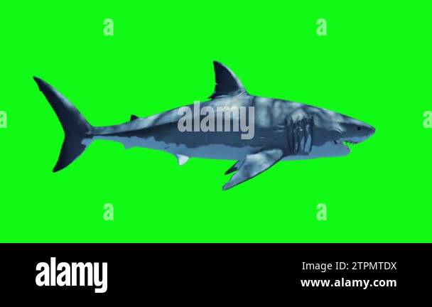 White Shark Swim Fast Loop Side Green Screen 3D Rendering Animation ...