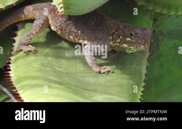 African insectivore Stock Videos & Footage - HD and 4K Video Clips - Alamy