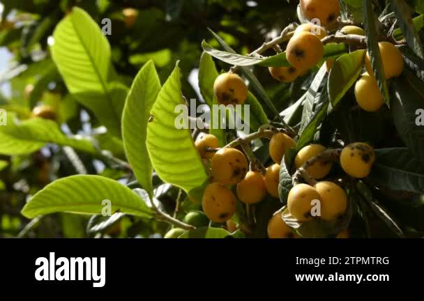 Ancient fruit Stock Videos & Footage - HD and 4K Video Clips - Alamy