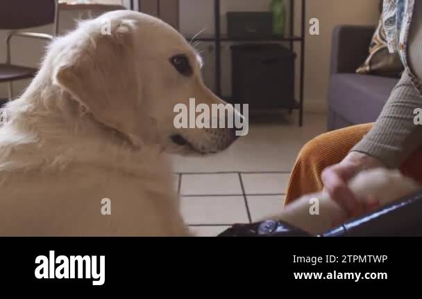 Labrador giving paw Stock Videos & Footage - HD and 4K Video Clips - Alamy