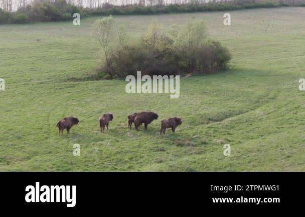 Wild animals in the meadow Stock Videos & Footage - HD and 4K Video ...