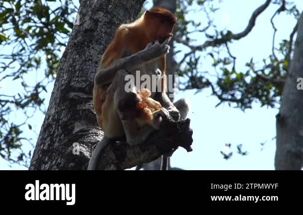 Female Proboscis monkey (Nasalis larvatus) with a baby sitting on a ...