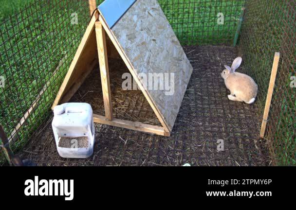 Two rabbits, red and gray, in the corral. UHD - 4K Stock Video Footage ...