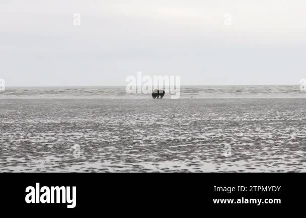 Cook inlet lake clark national park Stock Videos & Footage - HD and 4K ...