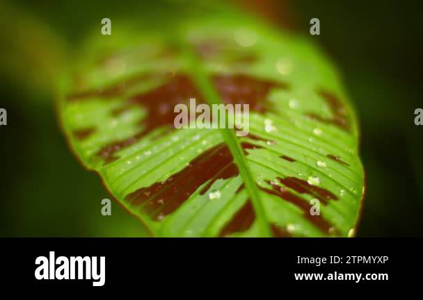 Variegated leaf Stock Videos & Footage - HD and 4K Video Clips - Alamy