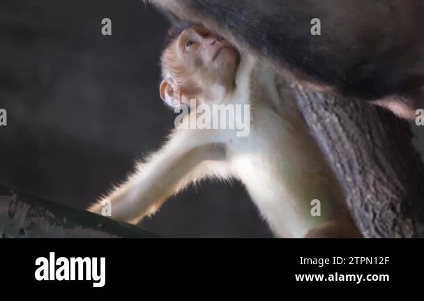 A family of chimpanzees on a tree playing. Genus of the hominid family ...