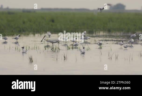 Sterna paradisaea migration Stock Videos & Footage - HD and 4K Video ...