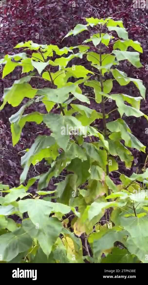 Paulownia imperialis tomentosa Stock Videos & Footage - HD and 4K Video ...