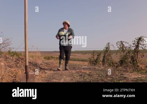 Amidst the golden fields of a rural American farm, an aged agricultural ...
