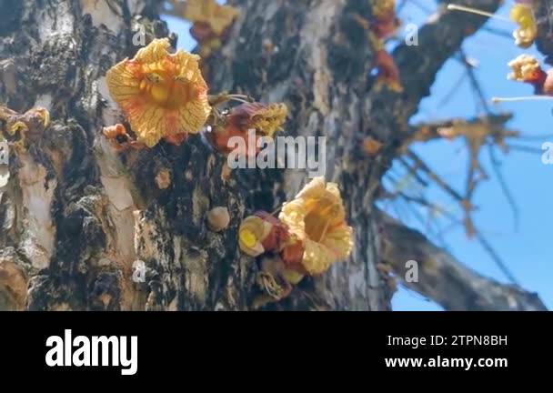 Cocoa tree theobroma cacao flowers Stock Videos & Footage - HD and 4K ...
