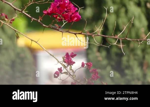 Bougainvillea are also known as buganvilla, bugambilia, bouganvilla ...