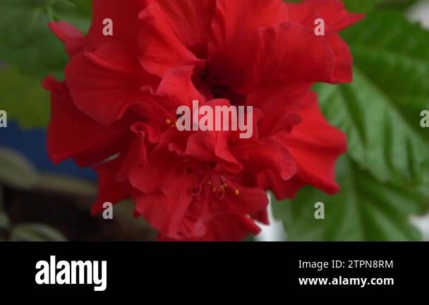 Red flower bud of Chinese hibiscus bloom. Hibiscus rosa-sinensis in ...