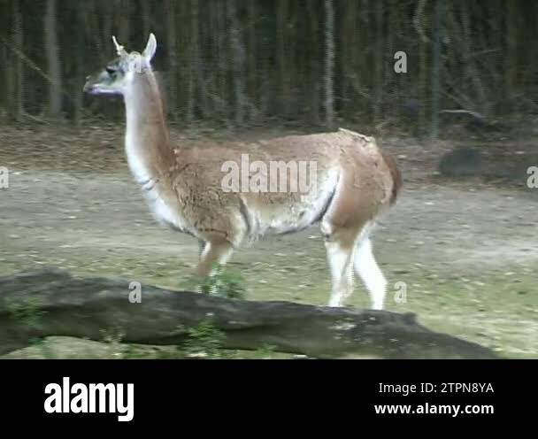 Wild llama Stock Videos & Footage - HD and 4K Video Clips - Alamy