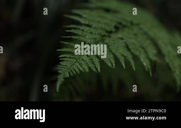 4k Green fern tree growing in summer. Fern with green leaves on natural ...