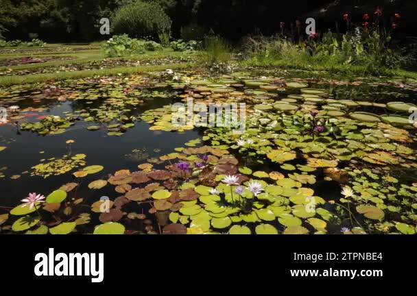 Water garden. View of the ponds and pools growing hardy and tropical ...