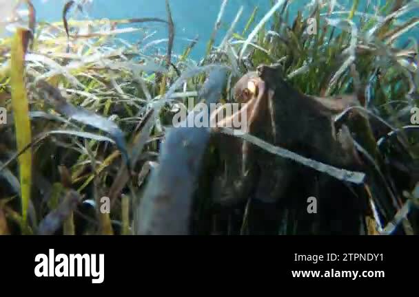 Sea weed shape Stock Videos & Footage - HD and 4K Video Clips - Alamy