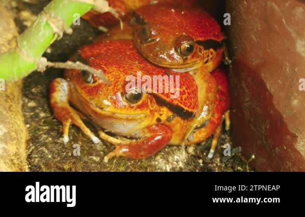 Madagascar tomato frog crapaud rouge Stock Videos & Footage - HD and 4K ...