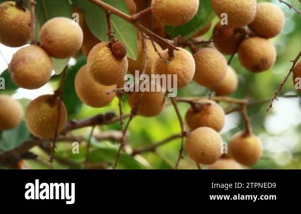 Fruit cluster Stock Videos & Footage - HD and 4K Video Clips - Alamy