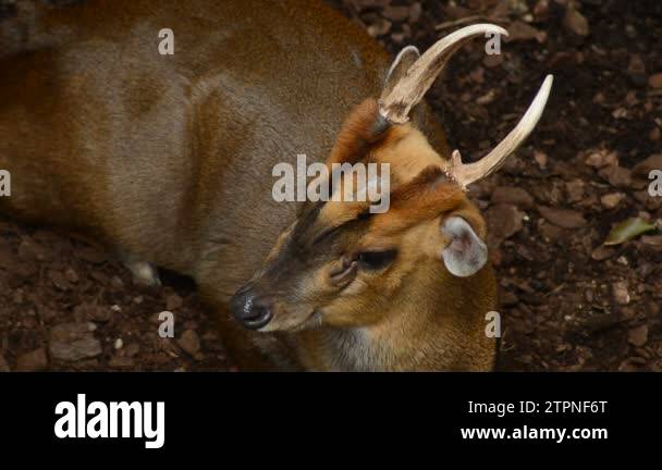 Reeve's muntjac taiwan Stock Videos & Footage - HD and 4K Video Clips ...