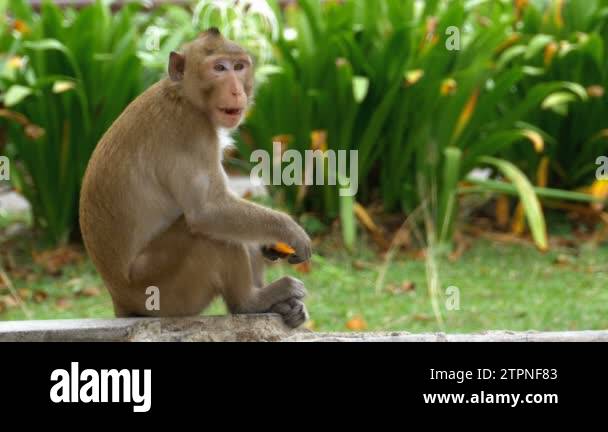 Monkey sitting on the ground eating food at the Khao Kheow Open Zoo ...