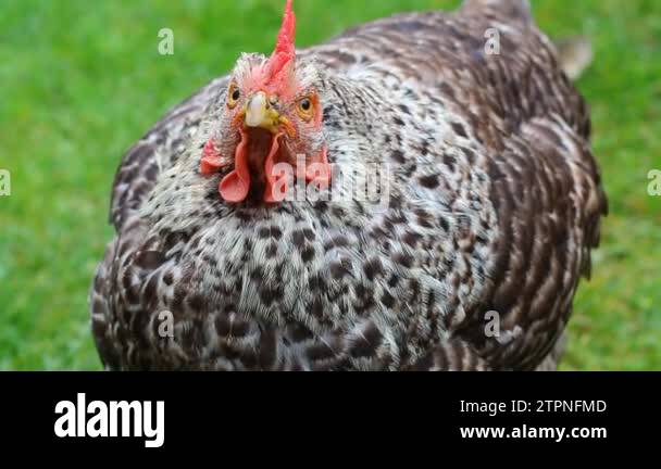 Speckled hen Stock Videos & Footage - HD and 4K Video Clips - Alamy