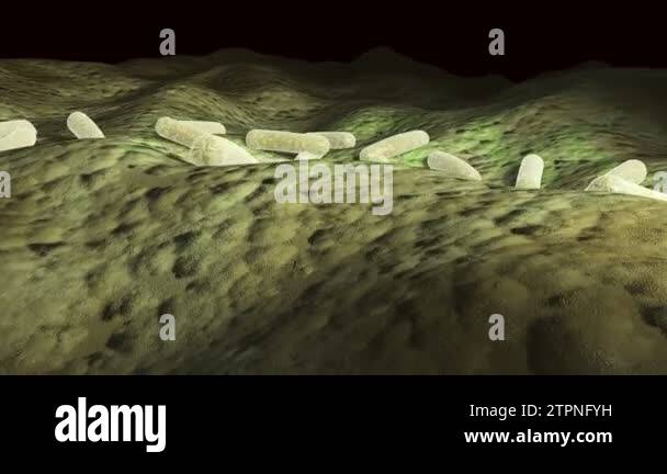 Microscopic 3d animation of bacteria on a surface, 360 degree loop ...