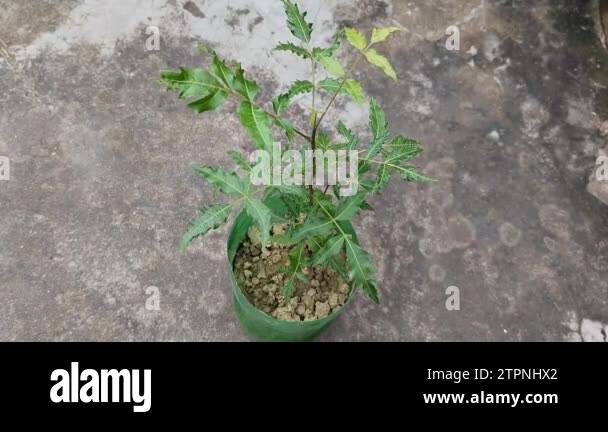Indian neem tree Stock Videos & Footage - HD and 4K Video Clips - Alamy