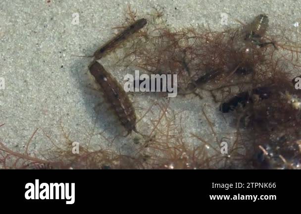 Valvifera Stock Videos & Footage - HD and 4K Video Clips - Alamy