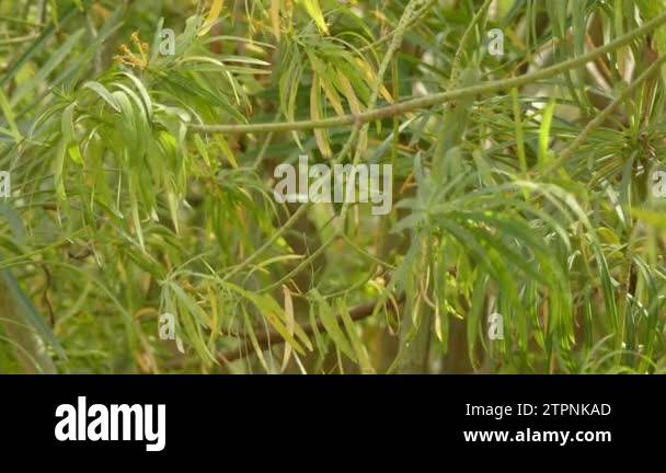 Kleinia neriifolia also known as Verode or Berode and previously known ...