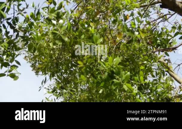 Privet tree Stock Videos & Footage - HD and 4K Video Clips - Alamy