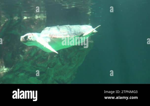 Sea turtle breathing air water Stock Videos & Footage - HD and 4K Video ...