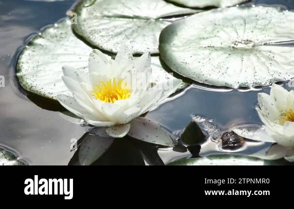 Single white water lily Stock Videos & Footage - HD and 4K Video Clips ...