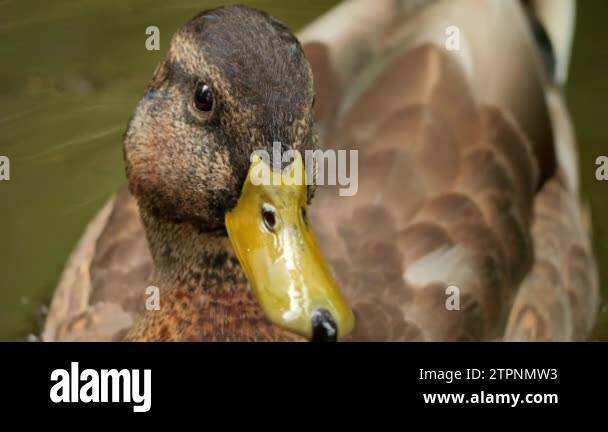 Bird swims in the lake, river. Duck close-up. River Mallard Duck. Duck ...